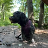 Cash Lake Loop Trail, Maryland - 1,042 Reviews, Map | AllTrails