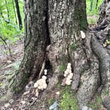 Barnes Camp Loop, Vermont - 456 Reviews, Map | AllTrails