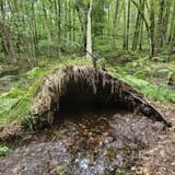 Whitestone Cliffs Trail, Connecticut - 580 Reviews, Map | AllTrails