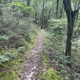 Black Forest North Loop Trail, Pennsylvania - 223 Reviews, Map | AllTrails