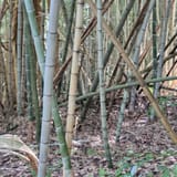 Wilderness Park Bamboo Loop, Alabama - 86 Reviews, Map | AllTrails