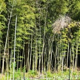 Wilderness Park Bamboo Loop, Alabama - 86 Reviews, Map | AllTrails