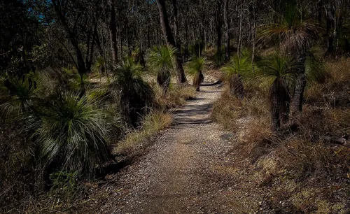 10 Best Hikes and Trails in Toohey Forest Park | AllTrails