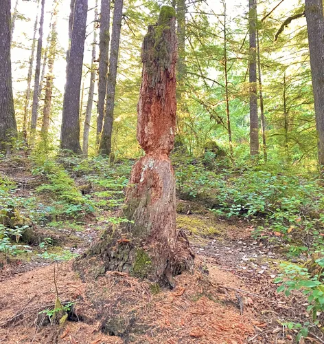 Best Hikes and Trails in Lizard Lake Recreation Site | AllTrails