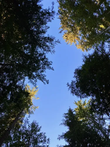 Best Hikes and Trails in Lizard Lake Recreation Site | AllTrails