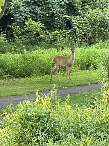 Best Hikes and Trails in Fox Valley Park | AllTrails