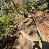 Natural Bridges Viewpoint Trail, Oregon - 551 Reviews, Map | AllTrails