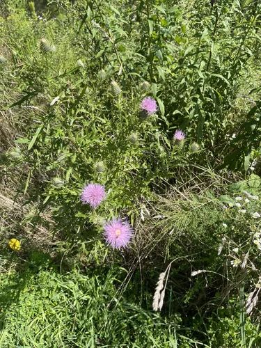 Best Hikes and Trails in Mercer Meadows | AllTrails