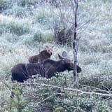 East Inlet Trail, Colorado - 626 Reviews, Map | AllTrails