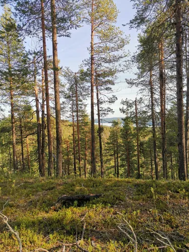 Best Views Trails in Muddus National Park | AllTrails