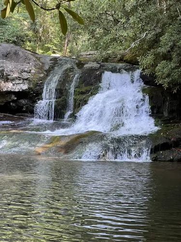 2023 Best Wild Flowers Trails in Tiger | AllTrails