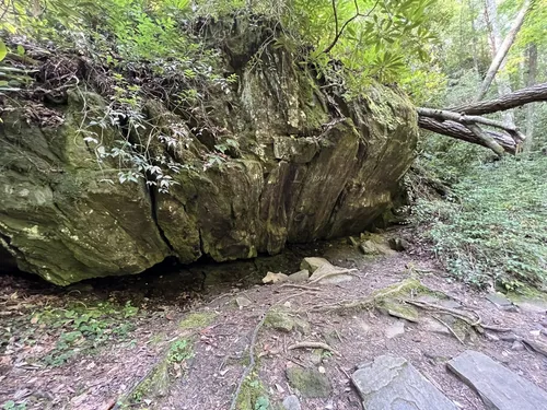 2023 Best Wild Flowers Trails in Tiger | AllTrails