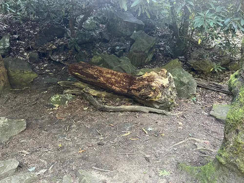 2023 Best Wild Flowers Trails in Tiger | AllTrails