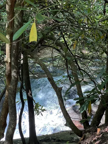 2023 Best Wild Flowers Trails in Tiger | AllTrails