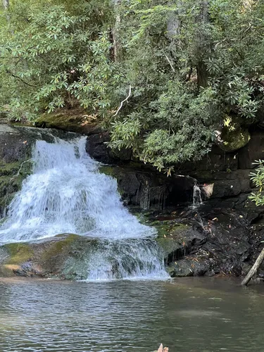 2023 Best Wild Flowers Trails in Tiger | AllTrails