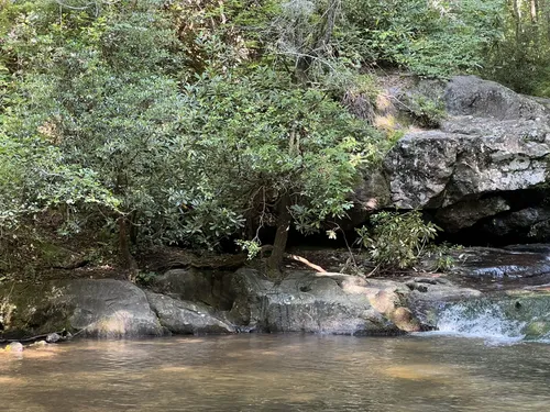 2023 Best Wild Flowers Trails in Tiger | AllTrails