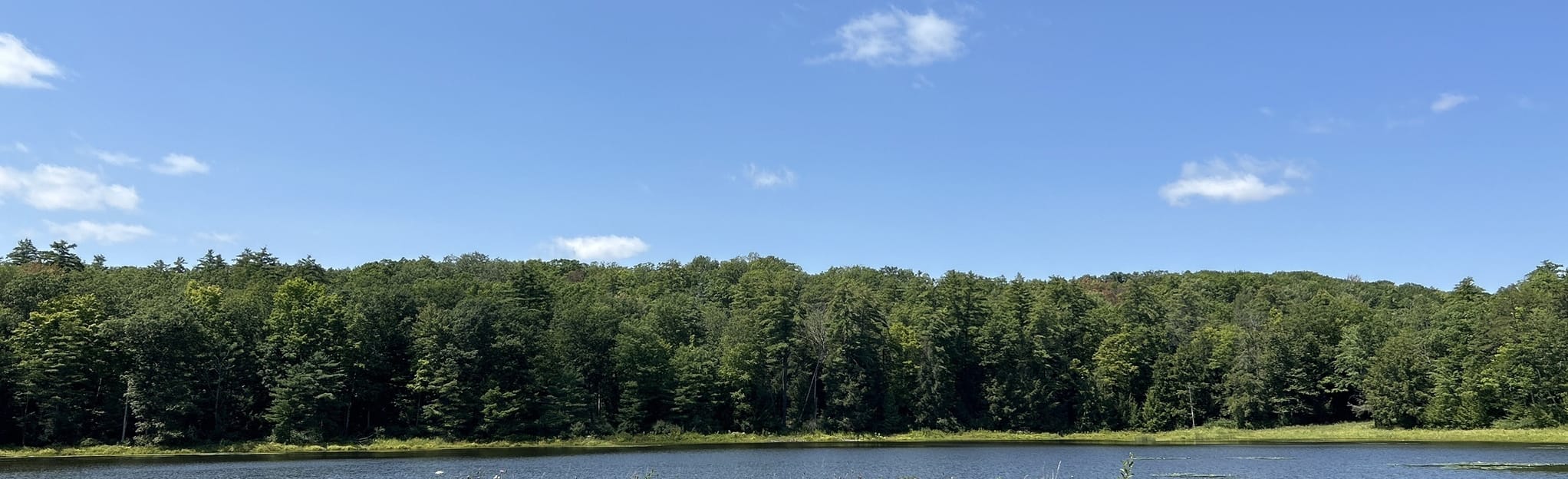 Erwin Pond: 90 Reviews, Map - New York | AllTrails