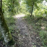 Torreya Trail, Florida - 416 Reviews, Map | AllTrails