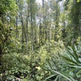 Torreya Trail, Florida - 416 Reviews, Map | AllTrails