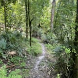 Torreya Trail, Florida - 416 Reviews, Map | AllTrails
