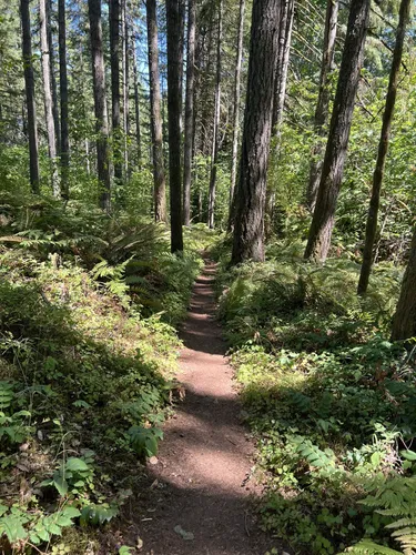 Best Views Trails in Molalla River Corridor Recreation Area | AllTrails