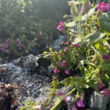 Loowit Falls Trail, Washington - 320 Reviews, Map | AllTrails