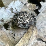 Hoist Lakes Foot Travel Area, Michigan - 121 Reviews, Map | AllTrails