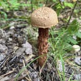 Hoist Lakes Foot Travel Area, Michigan - 121 Reviews, Map | AllTrails