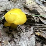 Hoist Lakes Foot Travel Area, Michigan - 121 Reviews, Map | AllTrails