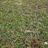 Curry Ridge Trail, Alaska - 756 Reviews, Map | AllTrails