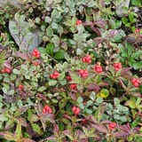 Curry Ridge Trail, Alaska - 756 Reviews, Map | AllTrails