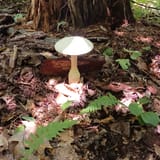 Peg Leg Mine Trail, Tennessee - 165 Reviews, Map | AllTrails