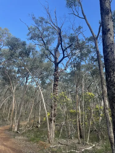 Best Camping Trails in Mount Camel | AllTrails