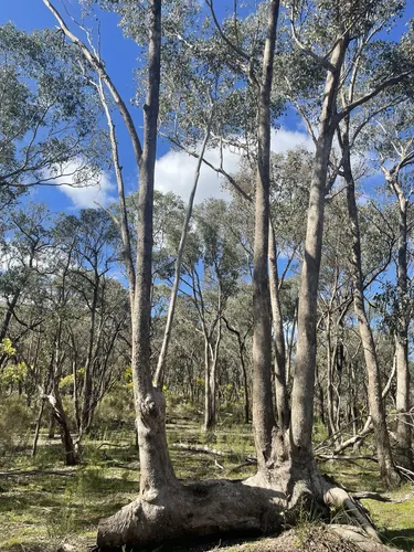 Best Camping Trails in Mount Camel | AllTrails