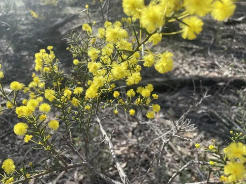 Best Camping Trails in Mount Camel | AllTrails