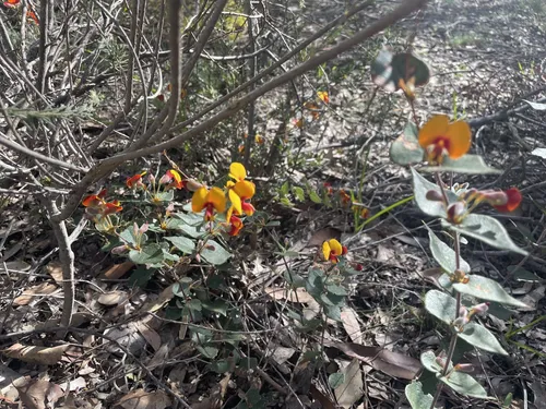 Best Camping Trails in Mount Camel | AllTrails