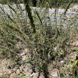 Alpine Pedal Path Trail, California - 887 Reviews, Map | AllTrails