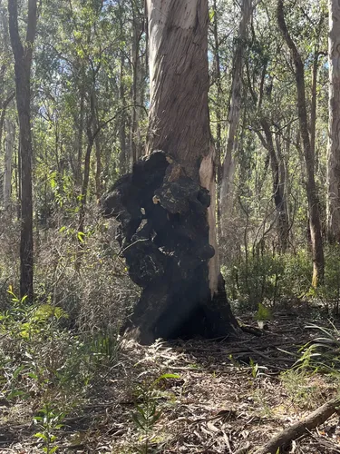 Best Hikes and Trails in Monga National Park | AllTrails