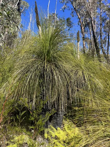 Best Hikes and Trails in Monga National Park | AllTrails