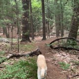 Breakheart Reservation Loop, Massachusetts - 1,037 Reviews, Map | AllTrails