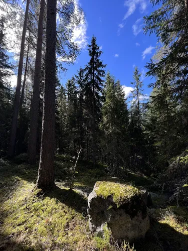 Best Hikes and Trails in Pukala Recreation Forest | AllTrails