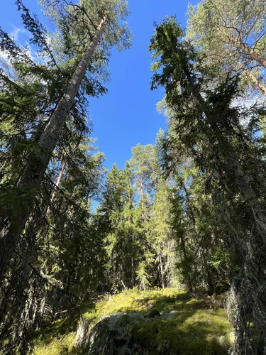 Best Hikes and Trails in Pukala Recreation Forest | AllTrails