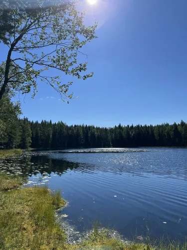 Best Hikes and Trails in Pukala Recreation Forest | AllTrails