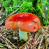 Rock Dunder, Ontario, Canada - 1,025 Reviews, Map | AllTrails