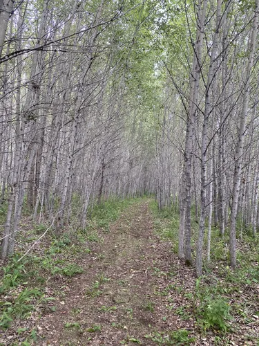 Best Hikes and Trails in Pierceland | AllTrails