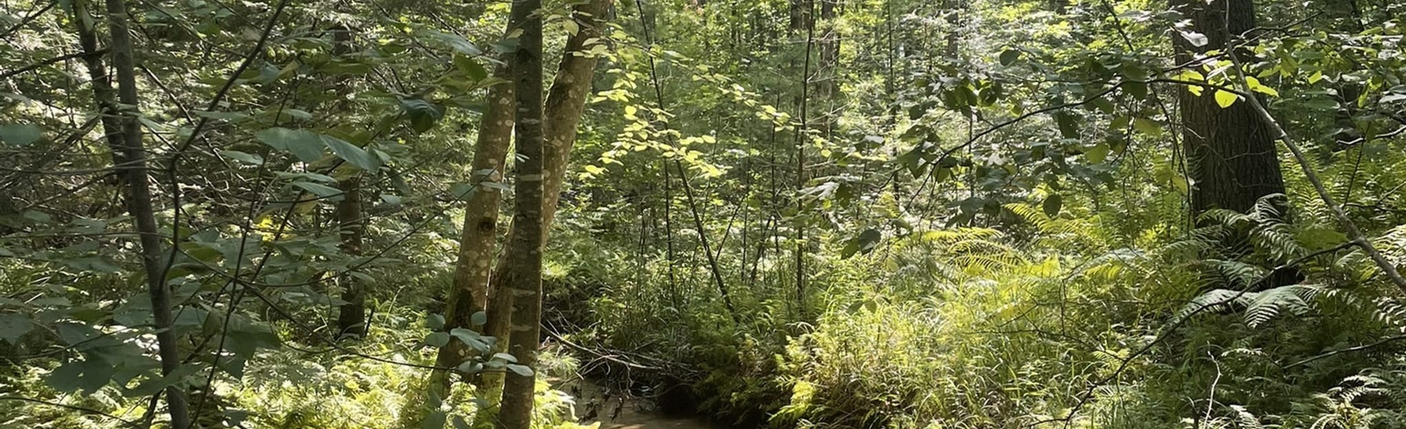 Squirrel Love, Couch Potato, Frazier, MBWEE, and Candyland Trail Loop ...