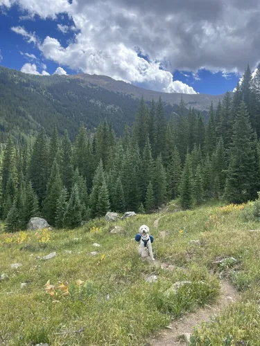 Best Camping Trails in Meredith | AllTrails