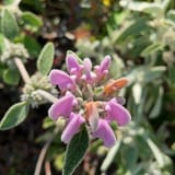 Presidio Loop Trail, California - 1,249 Reviews, Map | AllTrails