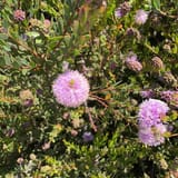 Presidio Loop Trail, California - 1,249 Reviews, Map | AllTrails