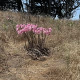 Presidio Loop Trail, California - 1,249 Reviews, Map | AllTrails